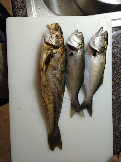 Archie's Bait & Tackle - All in One Fishing